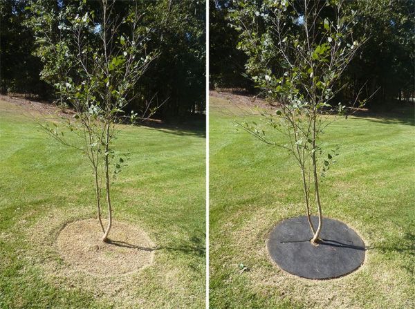 How to Install Rubber Tree Ring from Ballard Designs