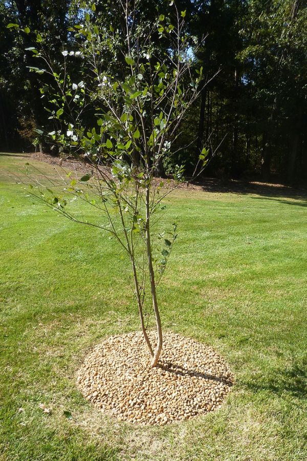 How to Install Rubber Tree Ring from Ballard Designs