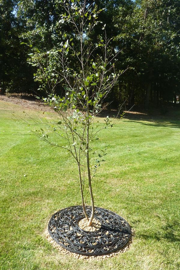 How to Install Rubber Tree Ring from Ballard Designs